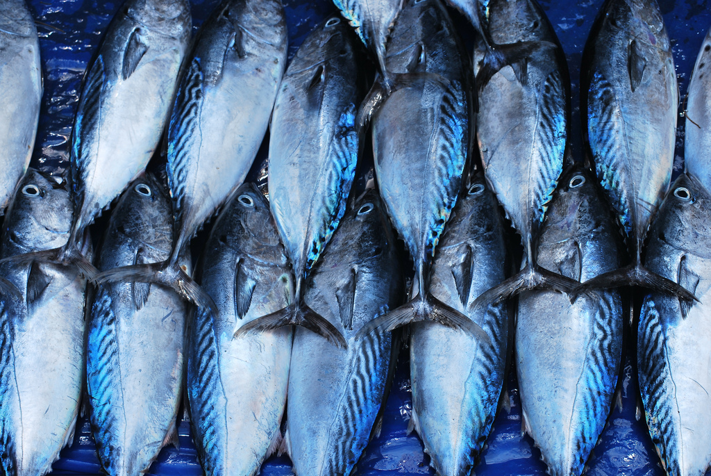EU Export Ban of Fish from Sri Lanka Now Lifted